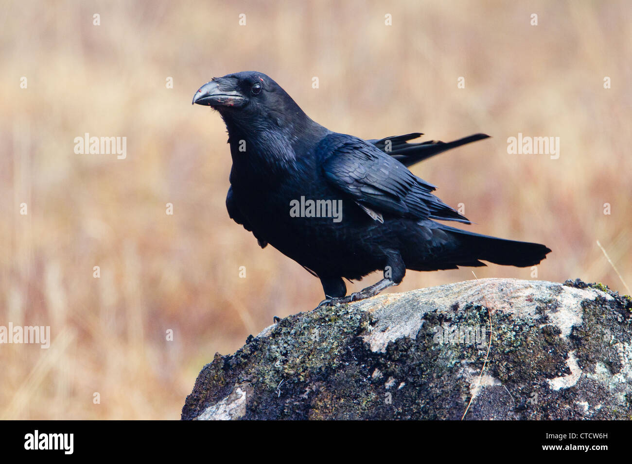 Common Raven, Corvus corax Stock Photo - Alamy