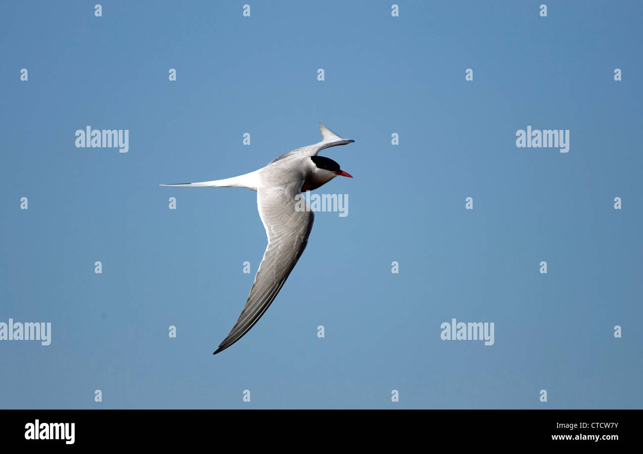 Arctic Tern (Sterna paradisaea) flying, Svalbard (Spitsbergen), Arctic ...