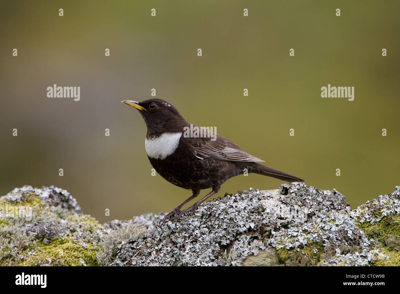 Male Ring Ouzel, Turdus torquatus Stock Photo - Alamy