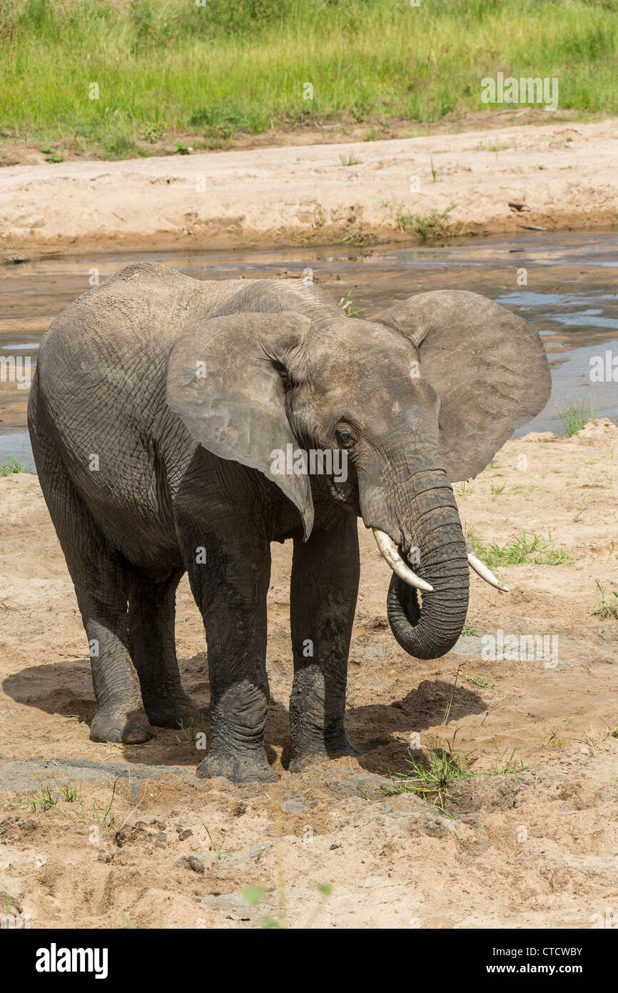 African Elephant near pond Stock Photo - Alamy