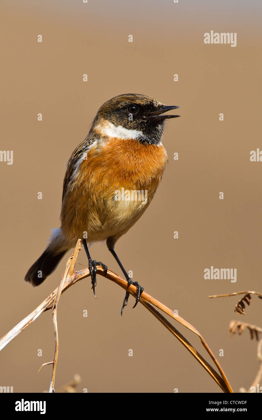 Saxicola torquata hi-res stock photography and images - Alamy