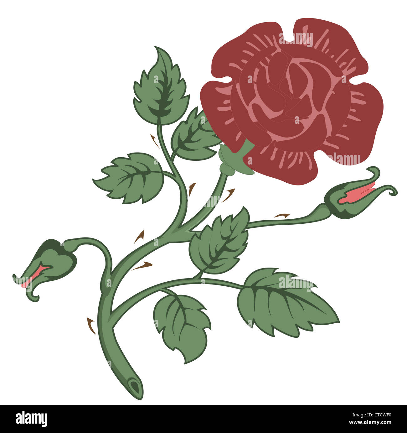 Vector illustration of beautiful single stemmed rose Stock Photo - Alamy