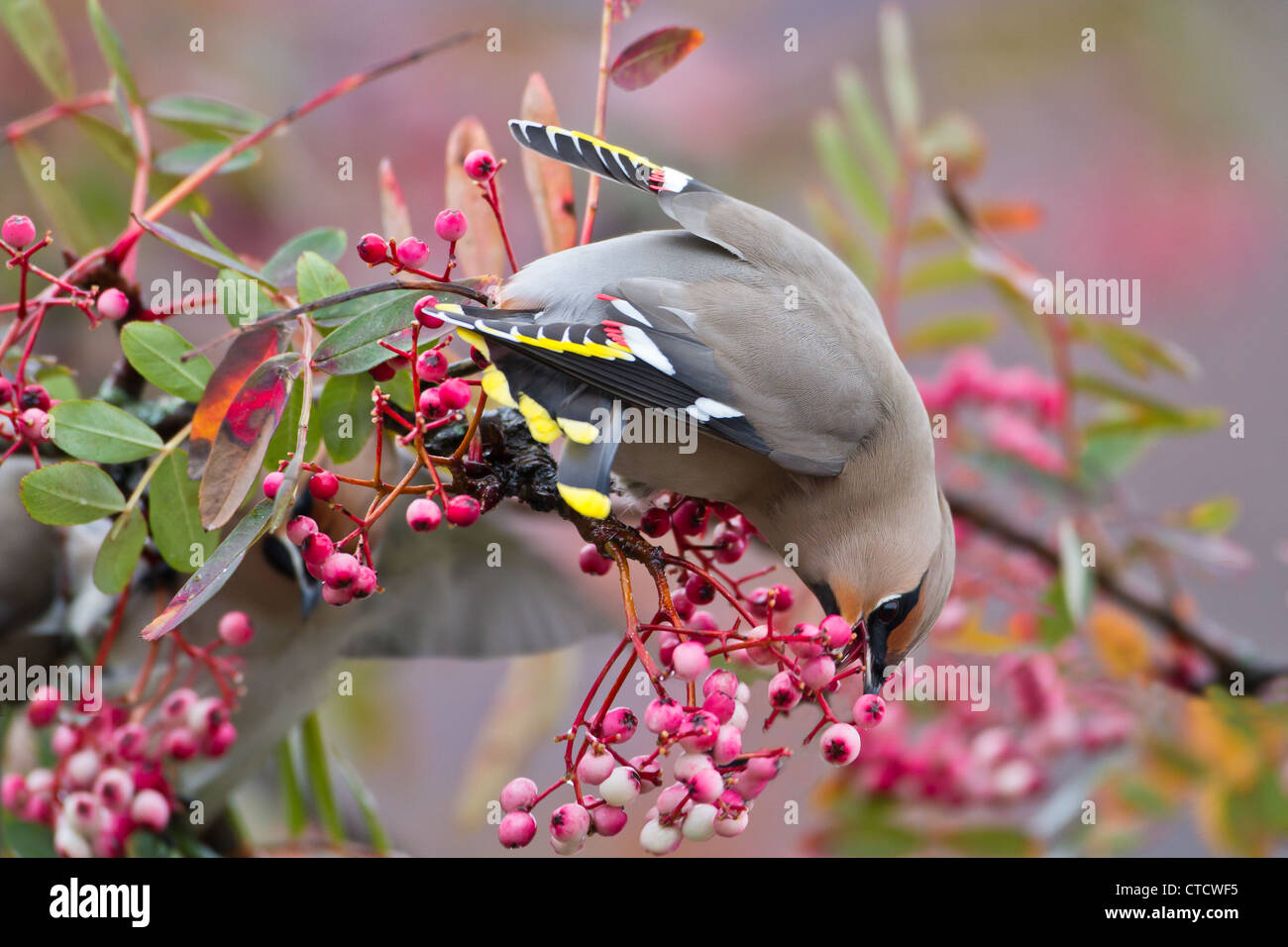 Bohemian Waxwing, Bombycilla garrulus feeding on berries Stock Photo ...