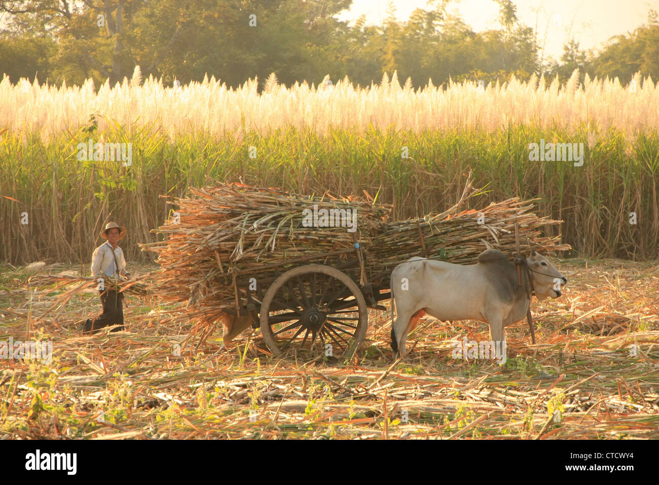 Burmese farmer with an ox-cart harvesting grasses, Inle lake, Shan ...