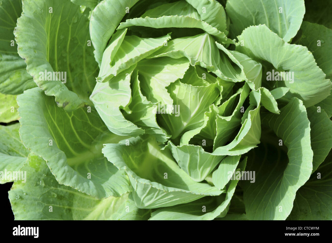 Brassica species hi-res stock photography and images - Alamy