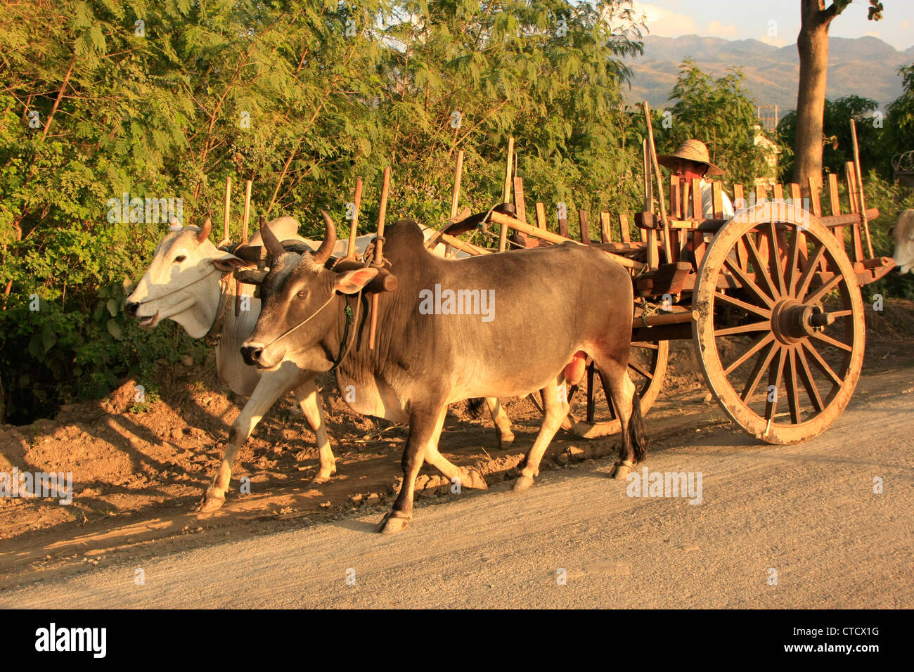 Burma village ox cart hi-res stock photography and images - Alamy