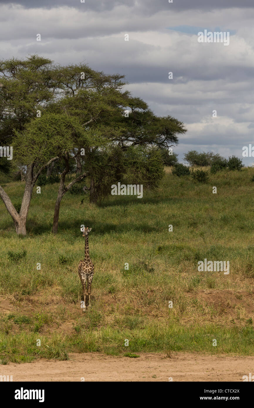 Young Giraffe on African plain Stock Photo - Alamy