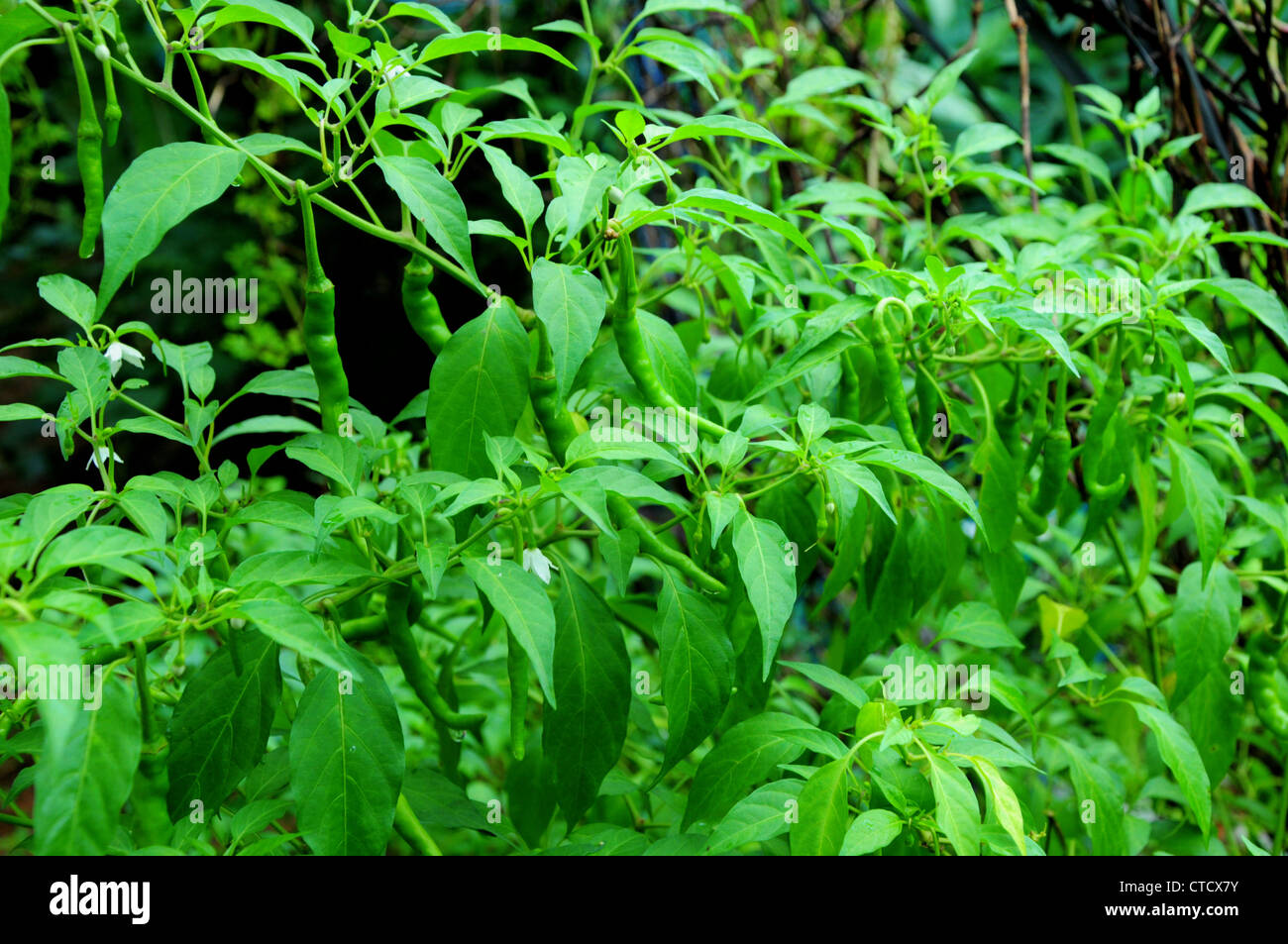 Capsicum plants hi-res stock photography and images - Alamy