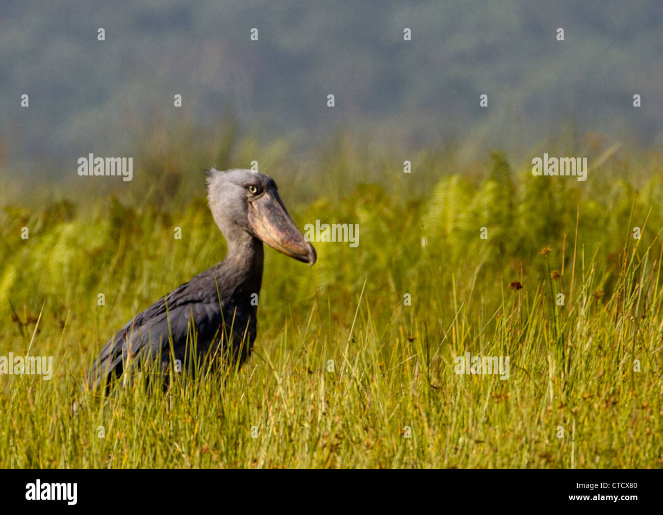 Shoebill Stork (Balanaeceps rex) in papyrus reedbed, Mabamba Swamp ...