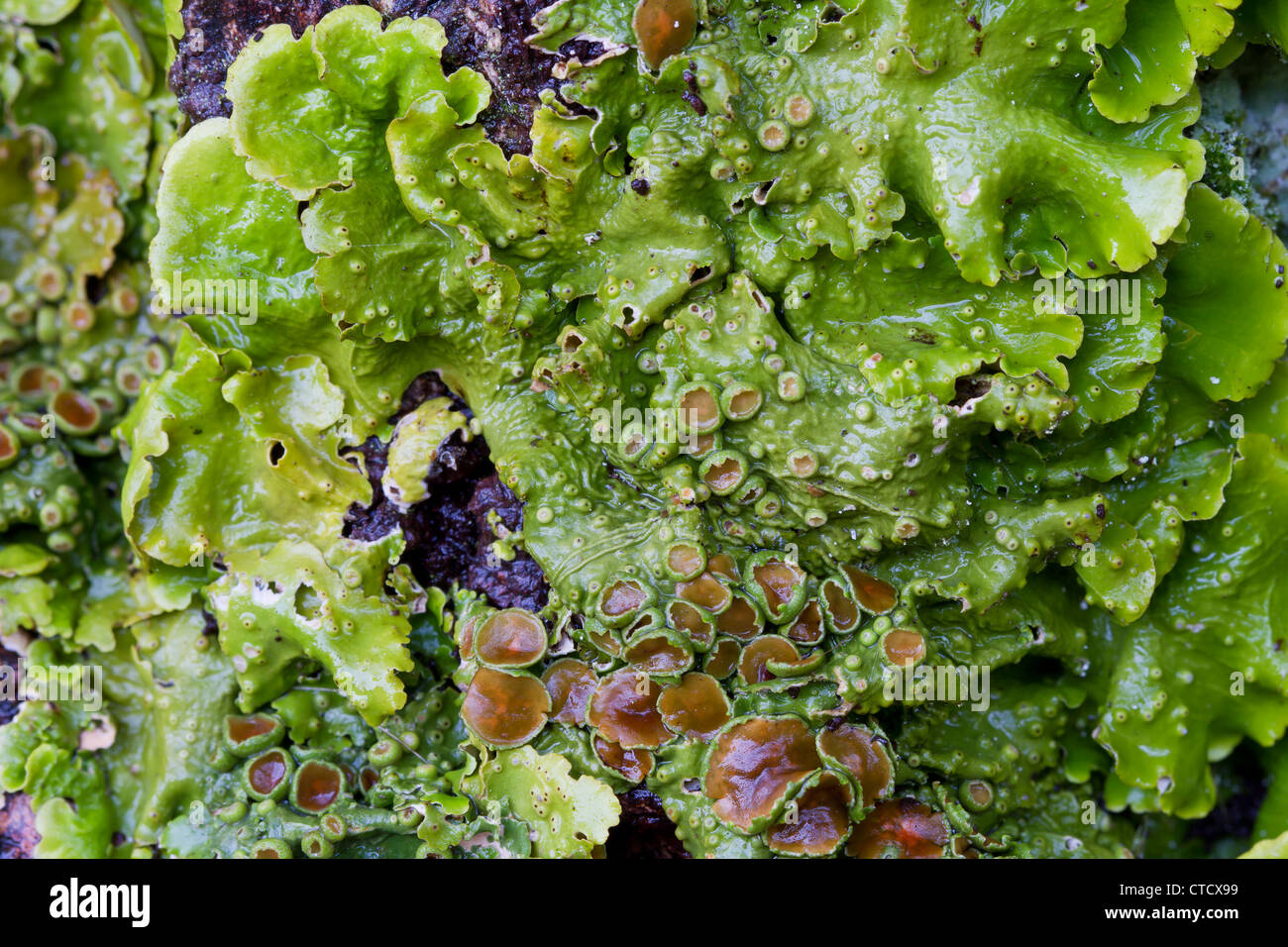 Green satin lichen, Lobaria virens Stock Photo - Alamy