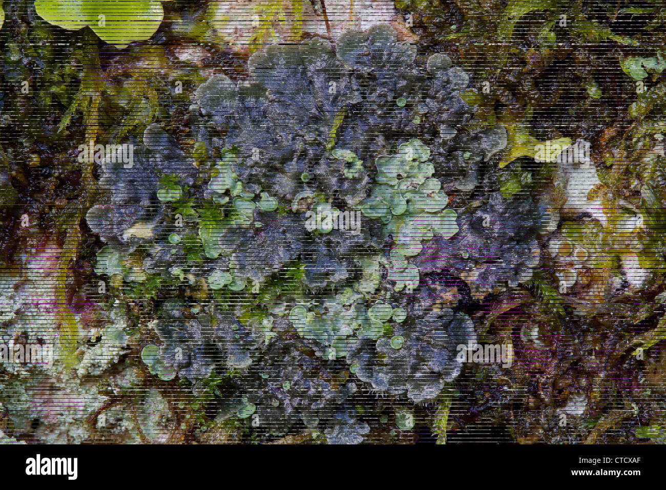 Elf ears lichen, Normandina pulchella growing on dog lichen, Peltigera ...