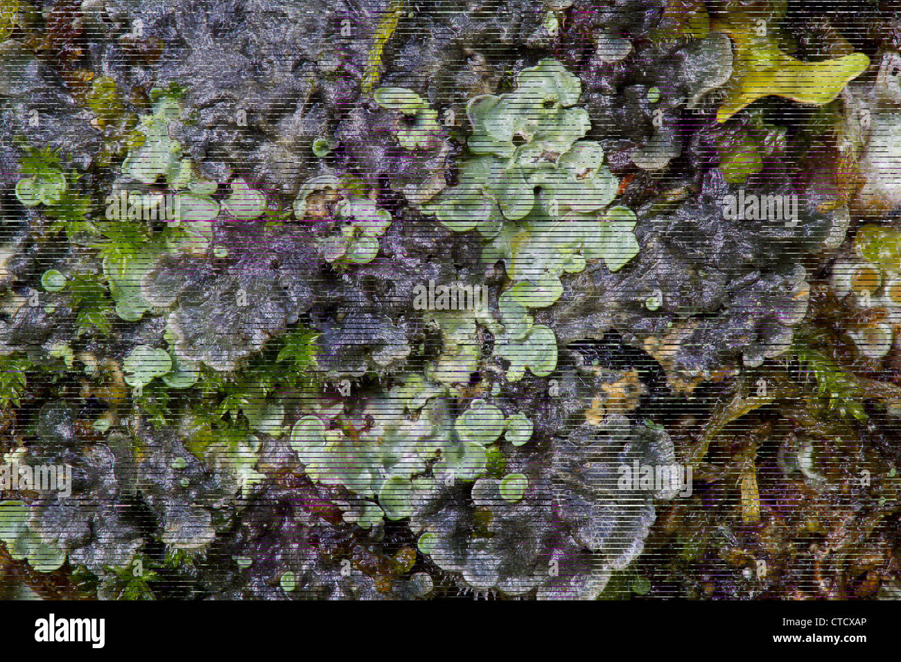 Elf ears lichen, Normandina pulchella growing on dog lichen, Peltigera ...