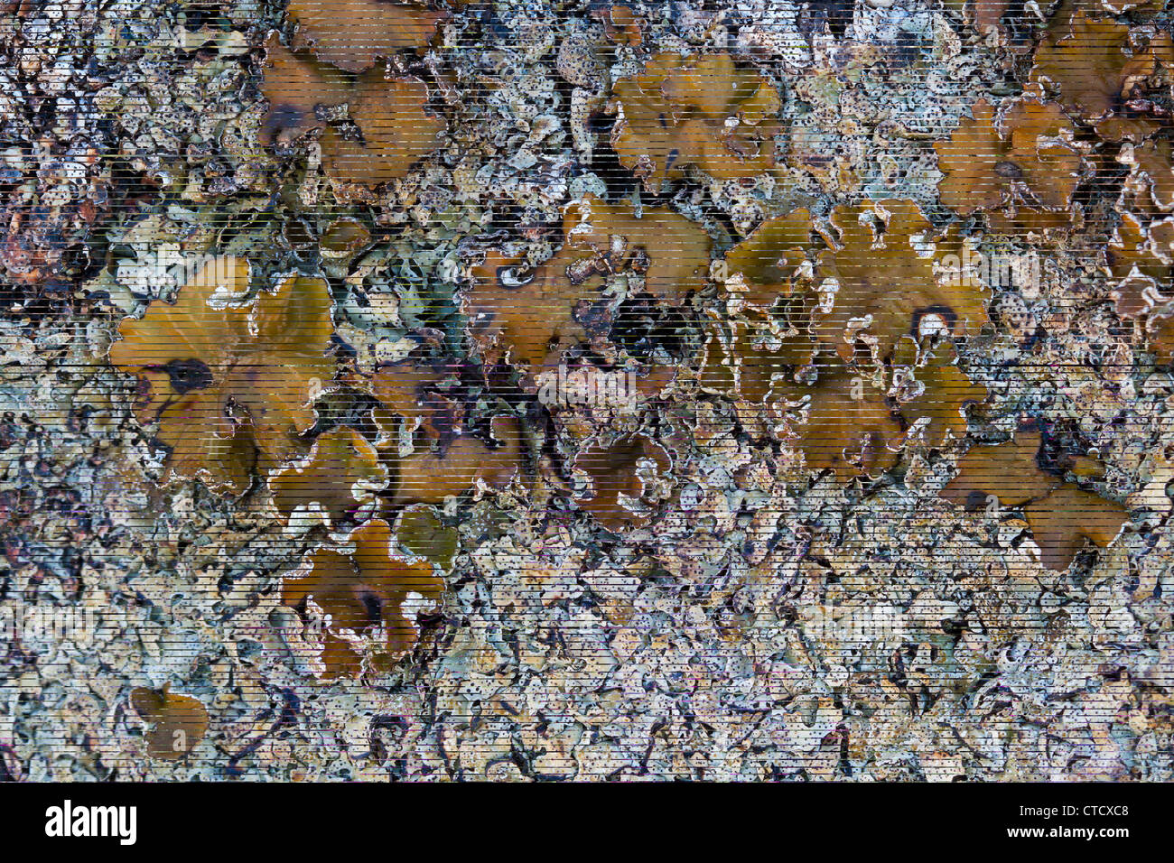 Black crottle lichen, Parmelia omphalodes growing on silceous rock ...