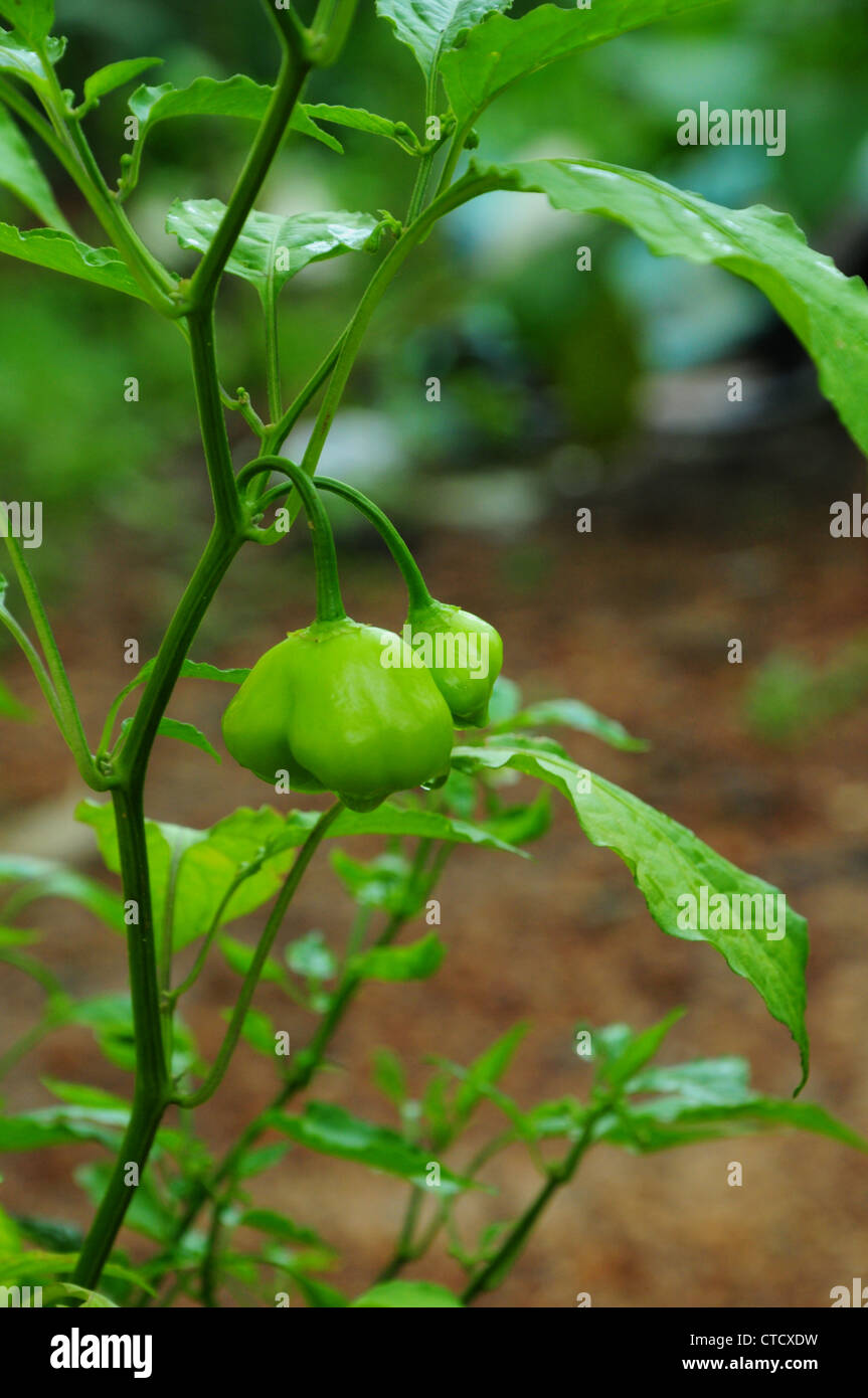 Capsicum plants hi-res stock photography and images - Alamy