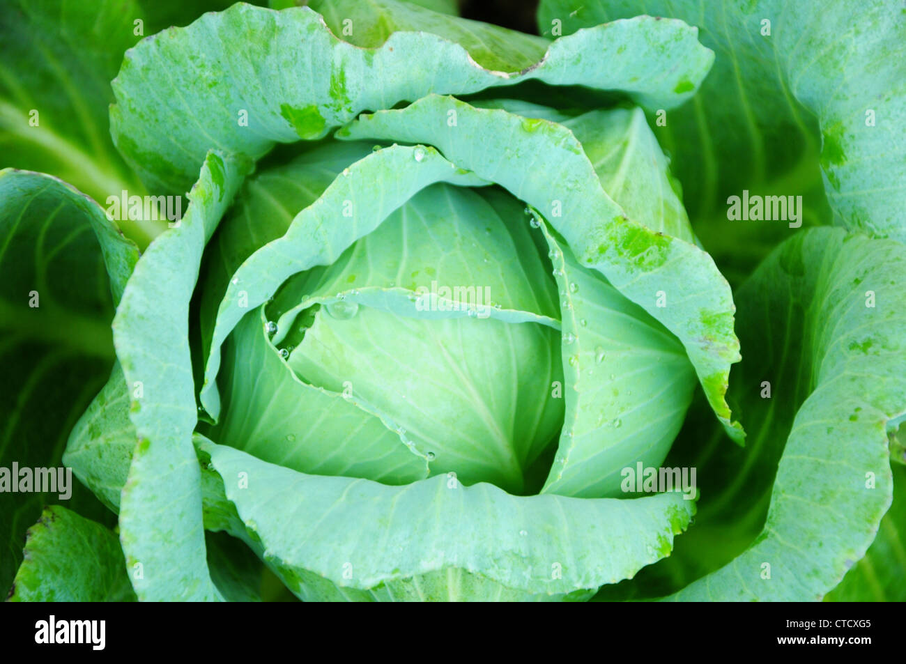 Cultivar species hi-res stock photography and images - Alamy