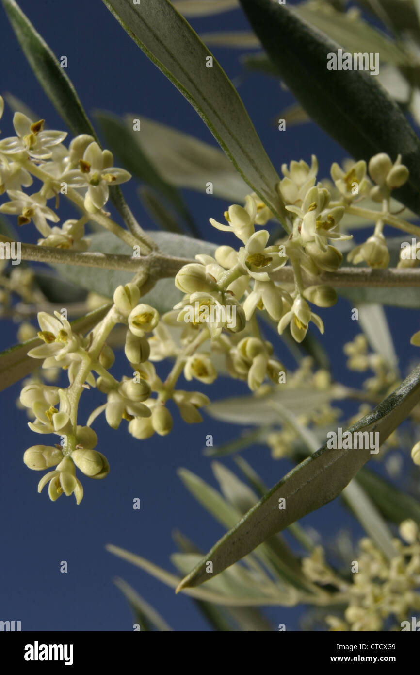Picture: Steve Race - The ivory-white flowers of the Empeltre olive ...