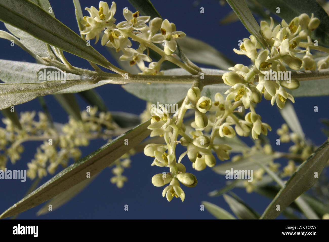 White olive tree hi-res stock photography and images - Alamy