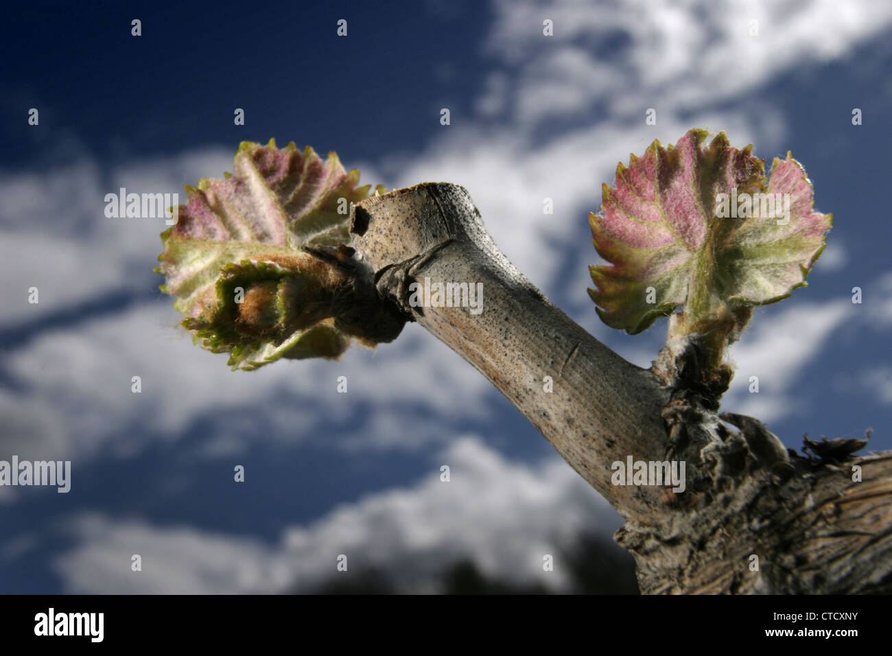 Picture: Steve Race - Bud burst on Mourvedre grapevines in Catalunya ...