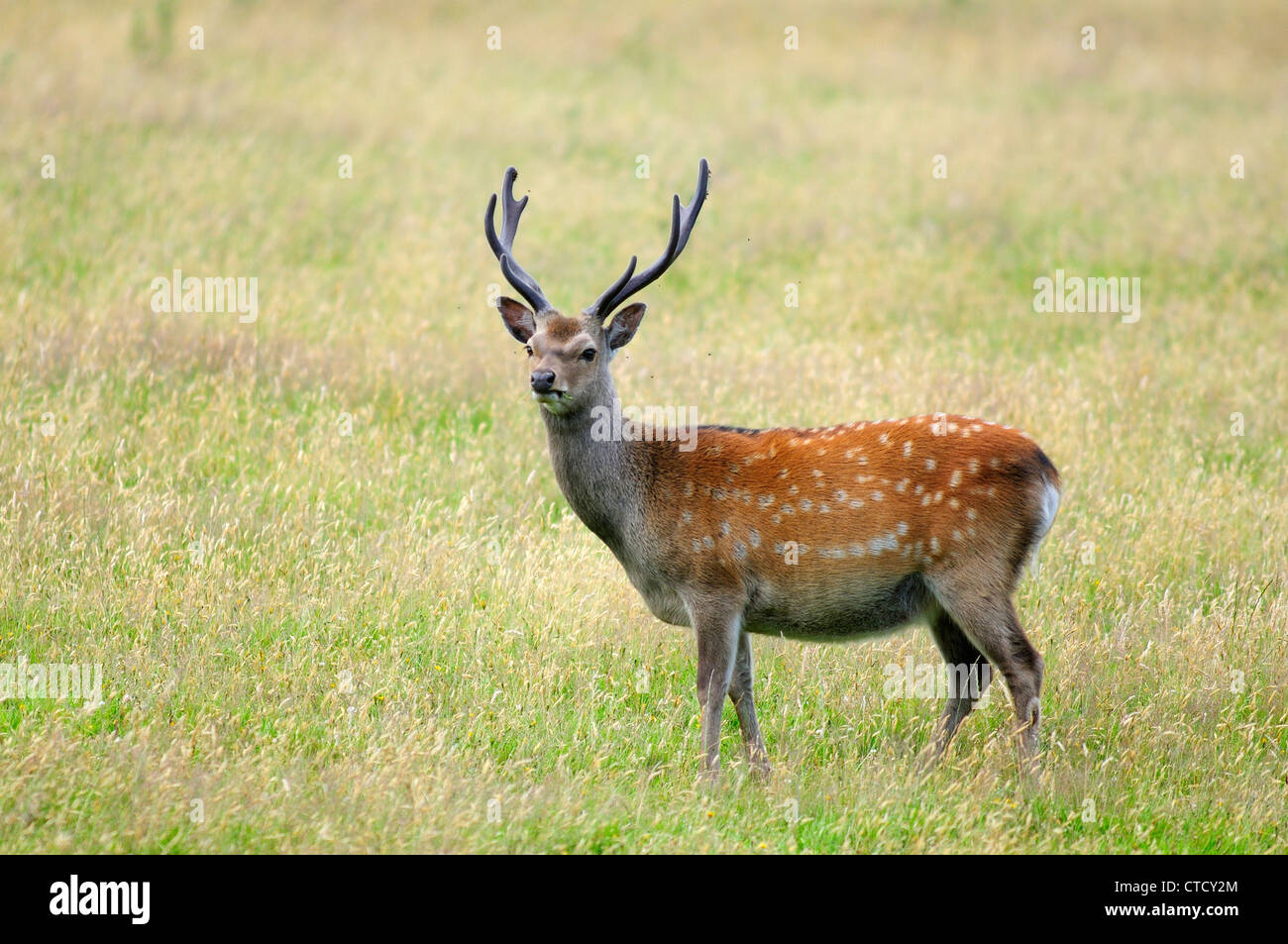 Sika deer cervus nippon stag hi-res stock photography and images - Alamy