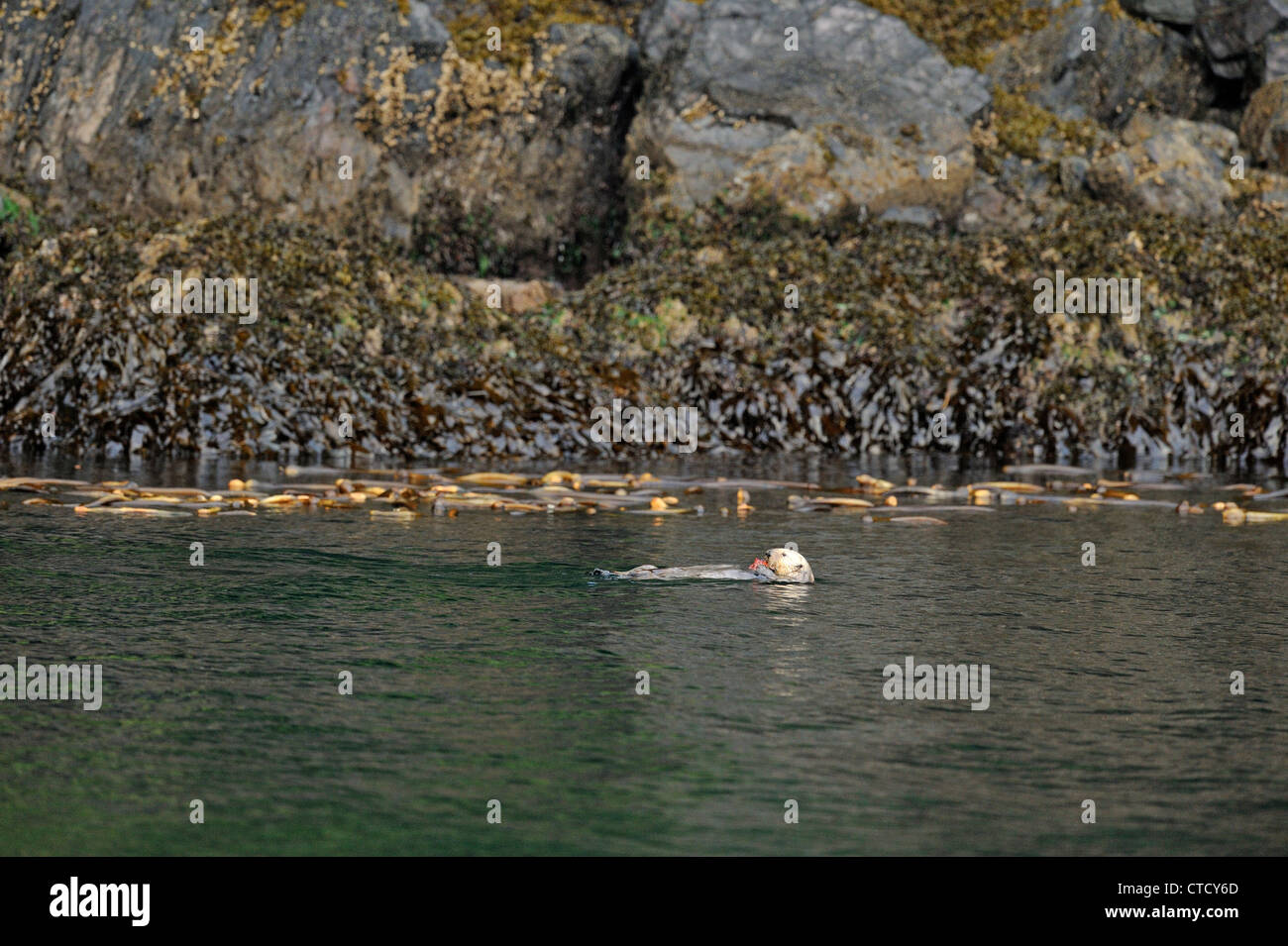 Sea otter (Enhydra lutris) feeding in Bull Harbour, Hope Island ...