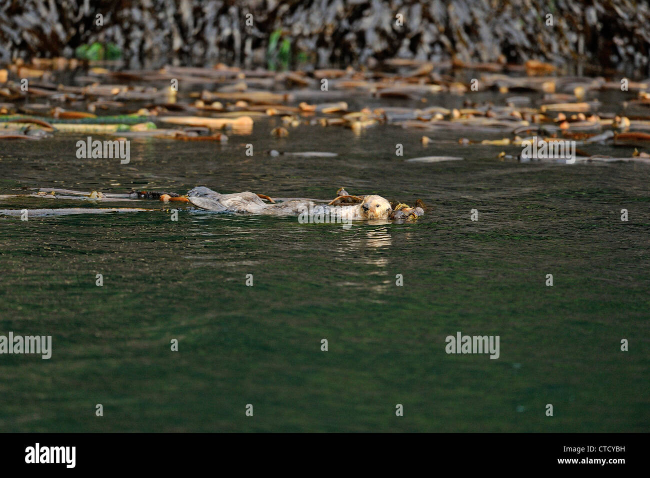 Sea otter (Enhydra lutris) feeding in Bull Harbour, Hope Island ...