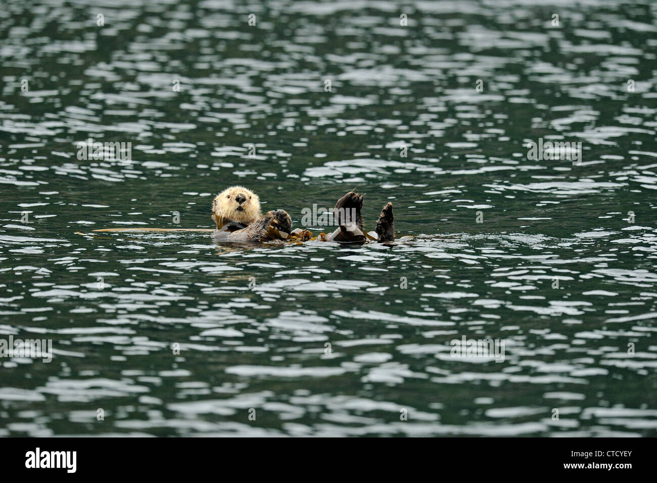 Sea otter (Enhydra lutris) feeding in Bull Harbour, Hope Island ...