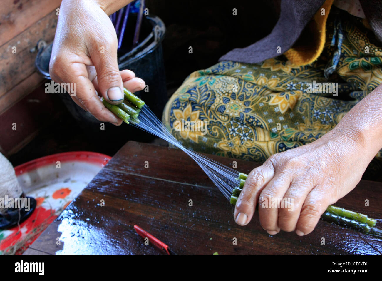 Burmese woman making lotus plant threads, Inle lake, Shan state ...