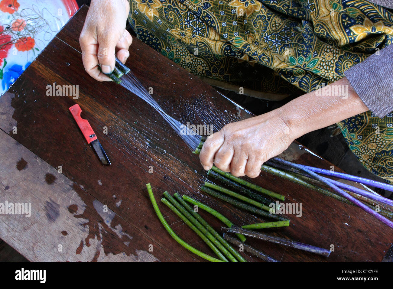 Burmese woman making lotus plant threads, Inle lake, Shan state ...
