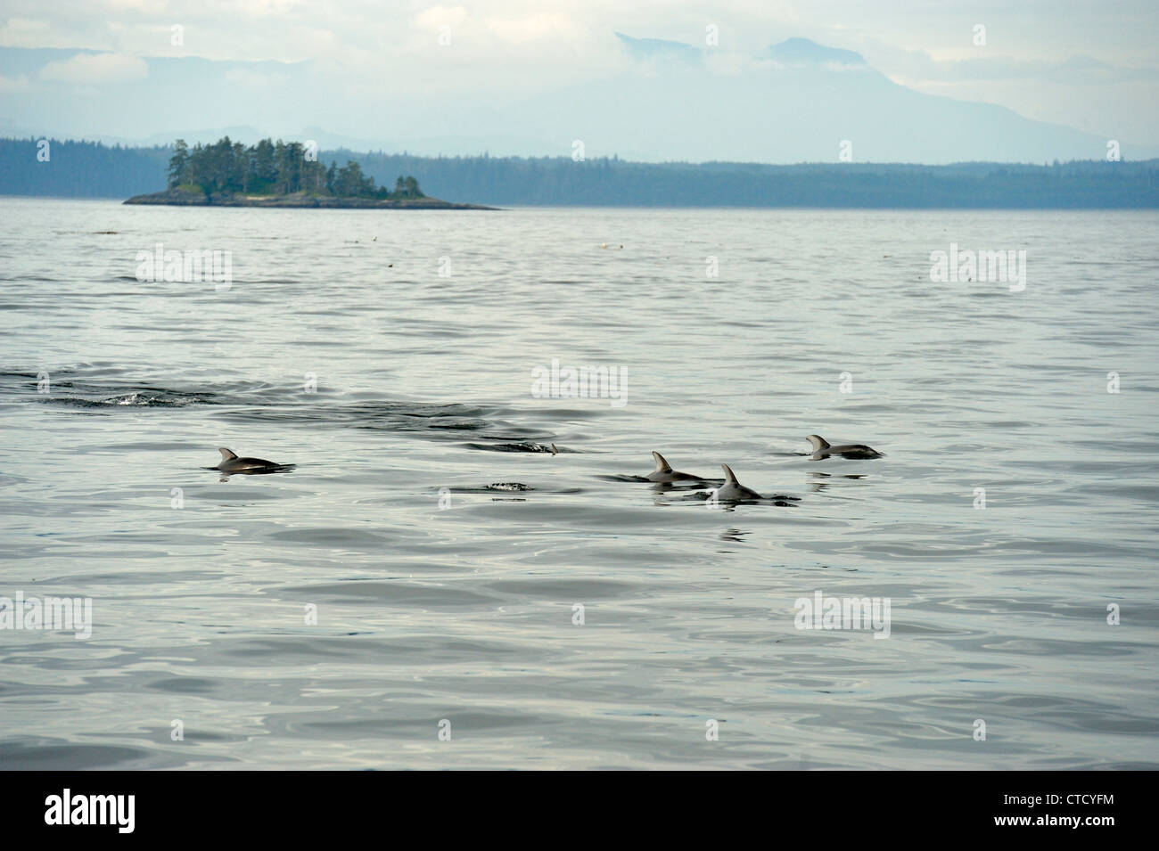 Pacific White-sided Dolphin (Lagenorhynchus obliquidens) in Blackfish ...