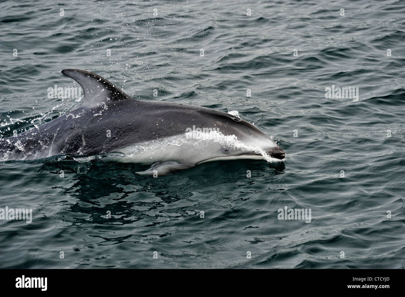 Pacific White-sided Dolphin (Lagenorhynchus obliquidens) in Blackfish ...