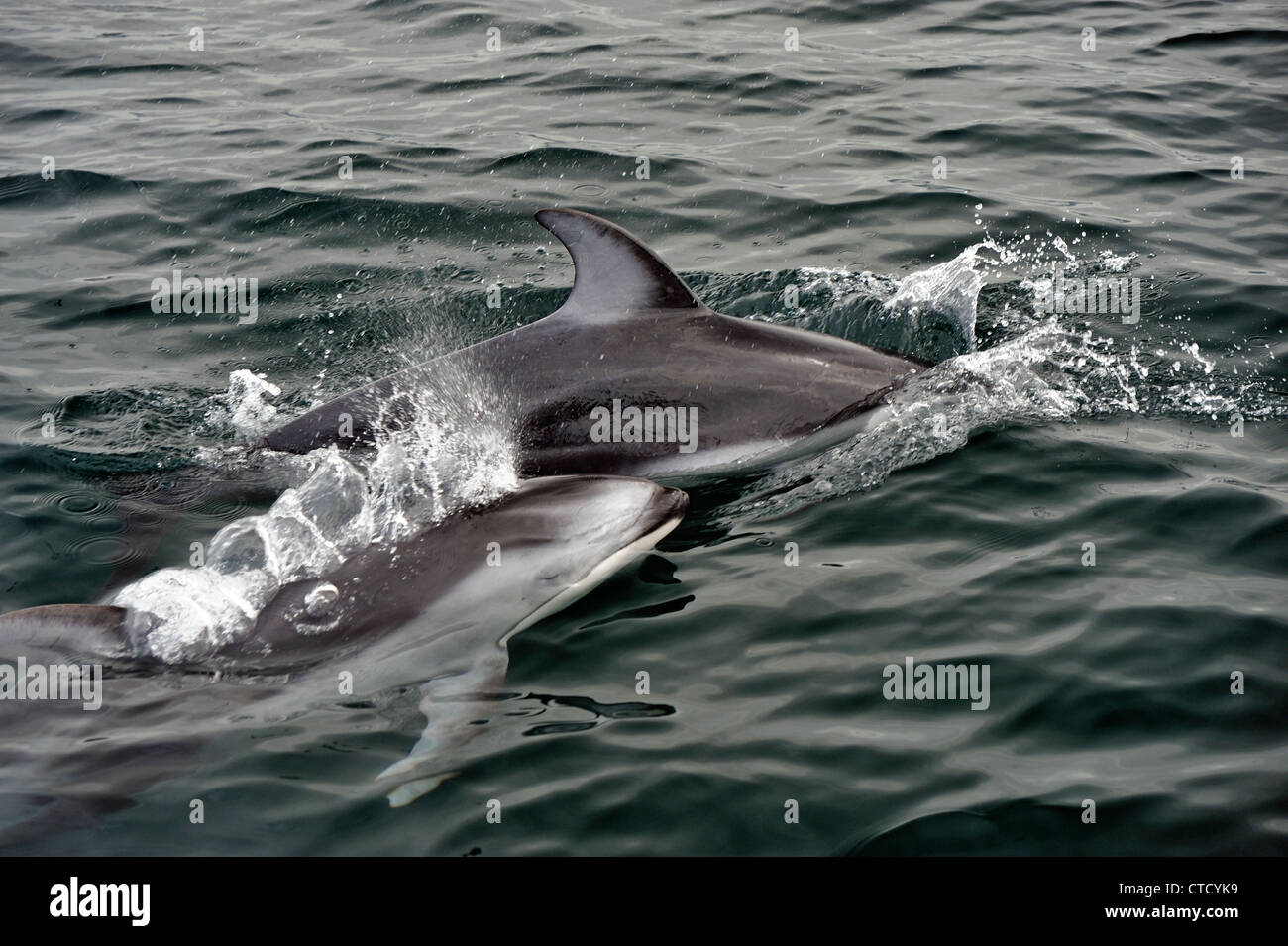 Pacific White-sided Dolphin (Lagenorhynchus obliquidens) in Blackfish ...
