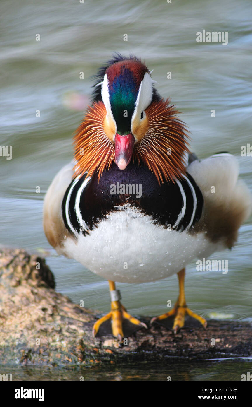 Portrait mandarin duck hi-res stock photography and images - Alamy