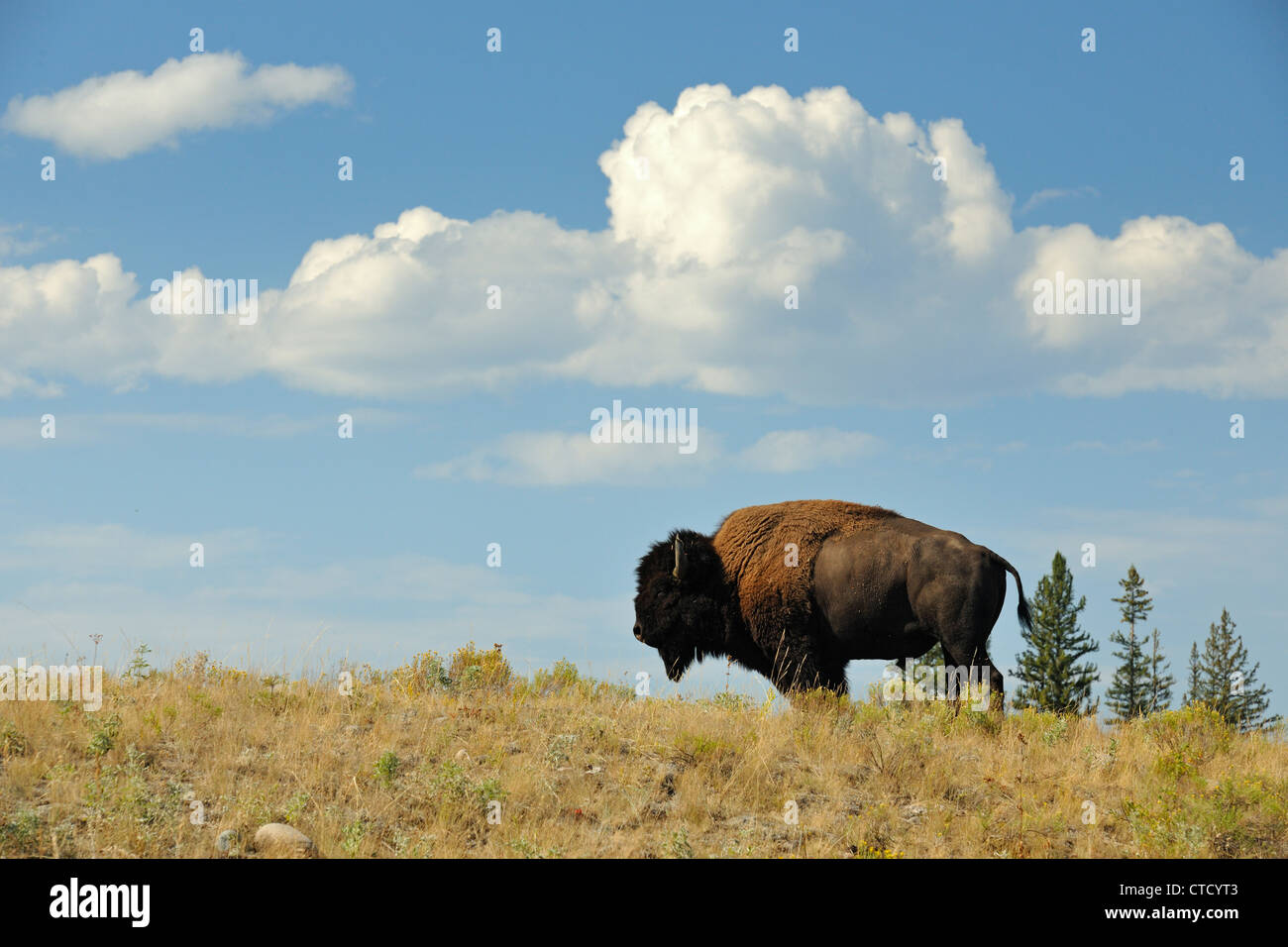Bull bison on ridge hi-res stock photography and images - Alamy