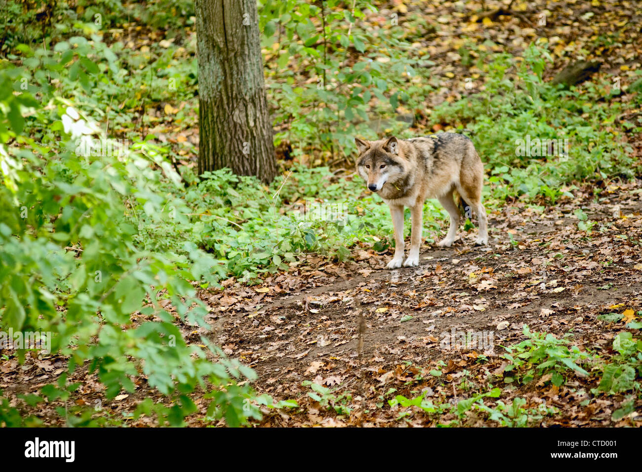 Wolf in its territory Stock Photo - Alamy