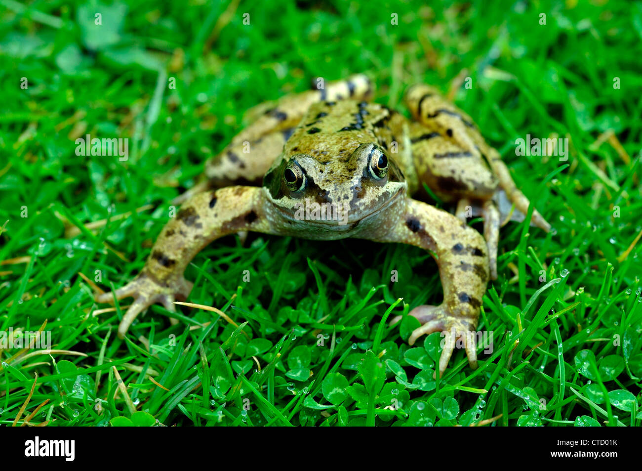 Common familiar visitor hi-res stock photography and images - Alamy