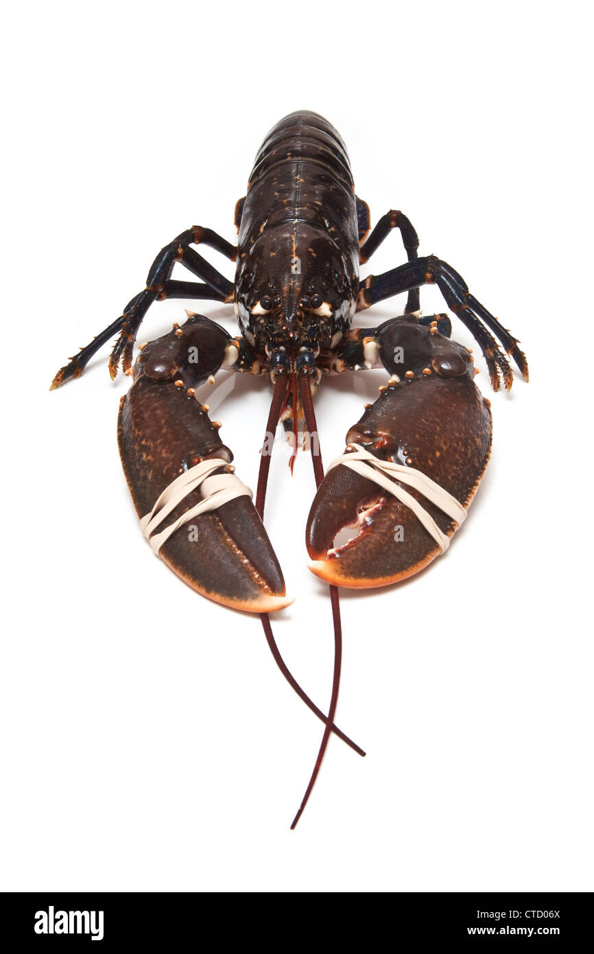 Fresh common European lobster isolated on a white studio background ...