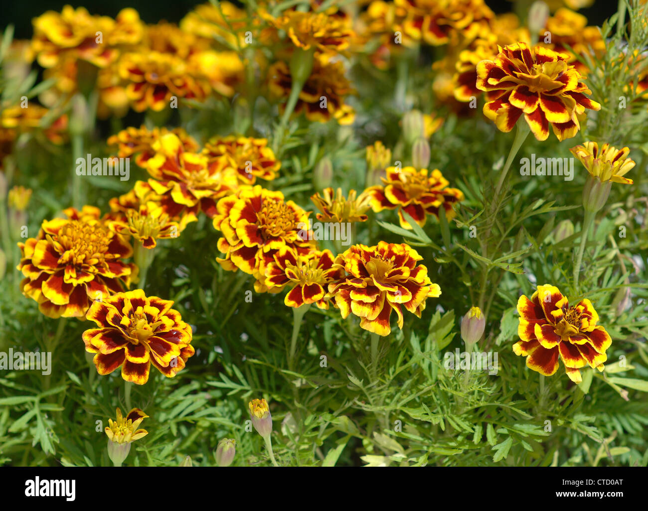 Tagetes Patula, Marigold 'Colossus' Stock Photo - Alamy