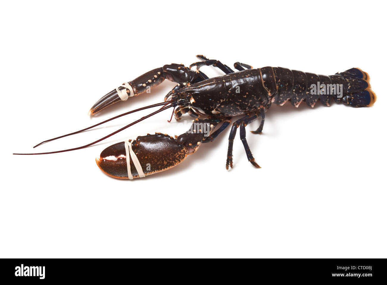 Fresh common European lobster isolated on a white studio background ...