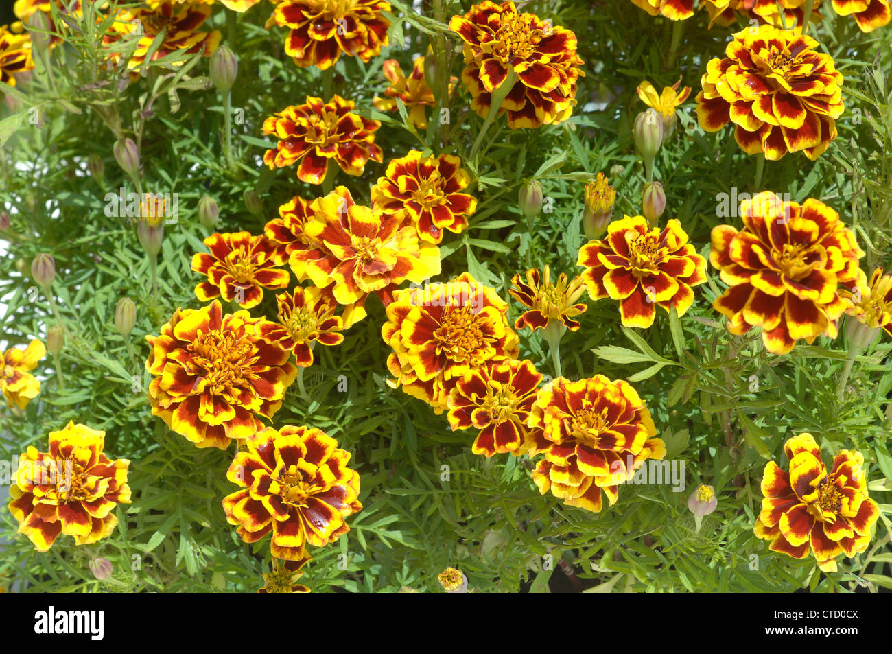 Tagetes Patula, Marigold 'Colossus' Stock Photo - Alamy