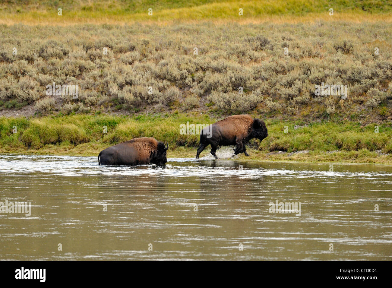 American Bison (Bison bison) Swimming Yellowstone river, Yellowstone ...