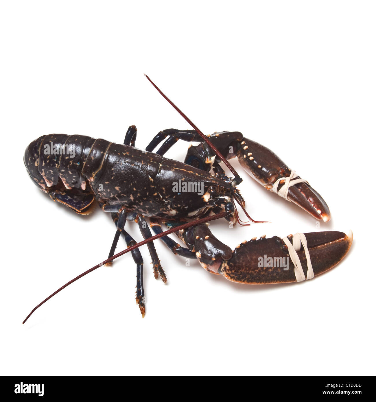 Fresh common European lobster isolated on a white studio background ...