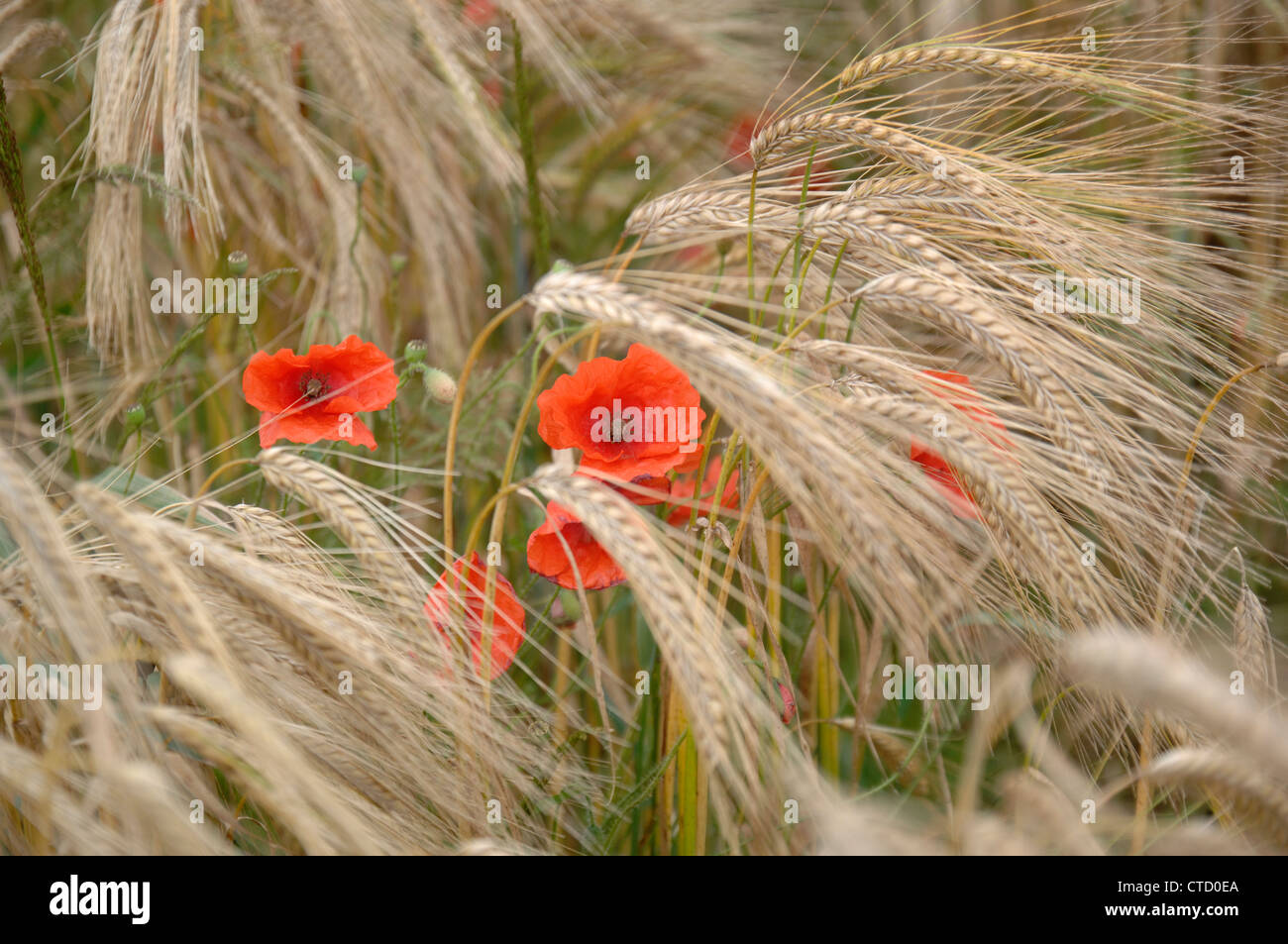 Papaver Rhoeas, Field Poppy Stock Photo - Alamy