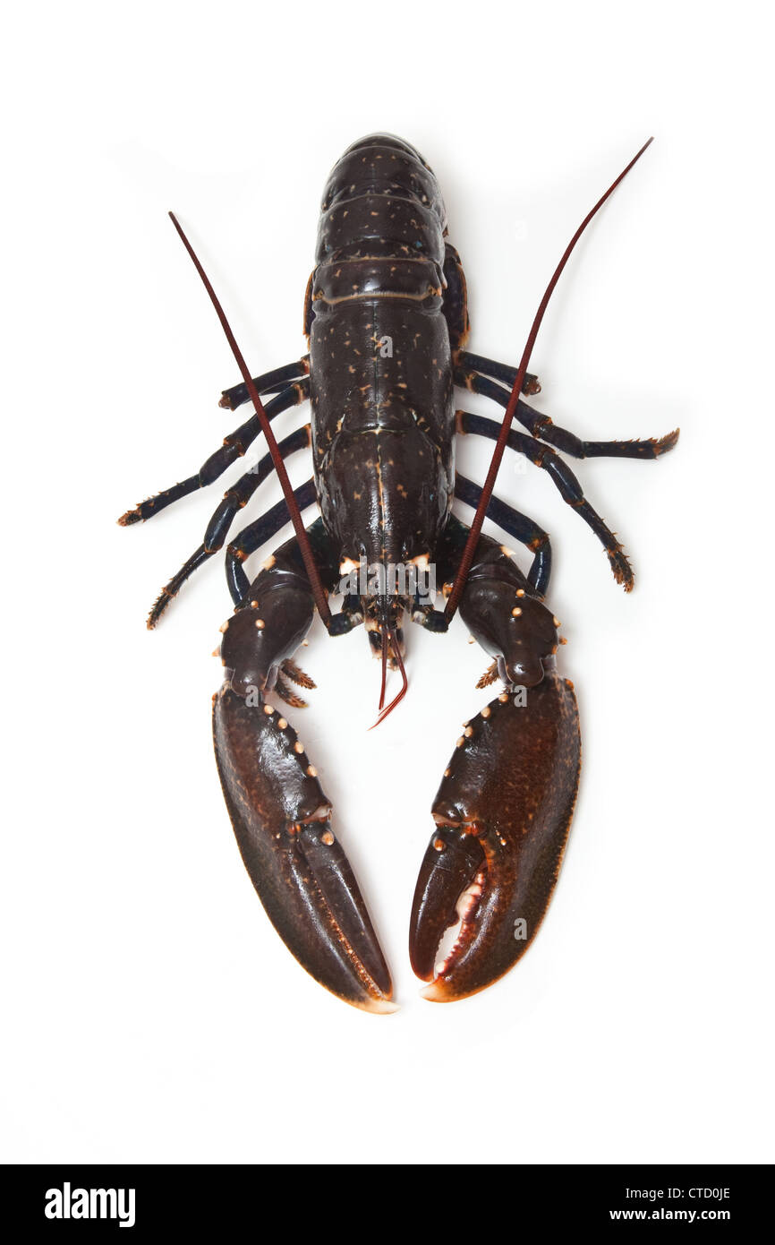 Fresh common European lobster isolated on a white studio background ...