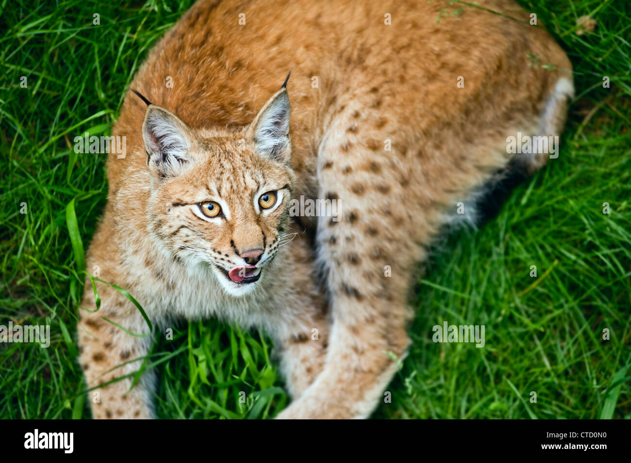 Lynx in its territory Stock Photo - Alamy