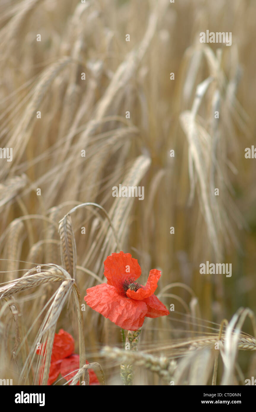 Papaver Rhoeas, Field Poppy Stock Photo - Alamy