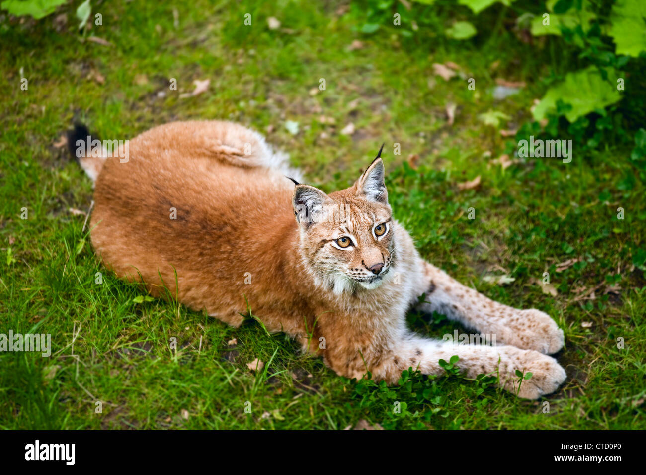 Lynx in its territory Stock Photo - Alamy