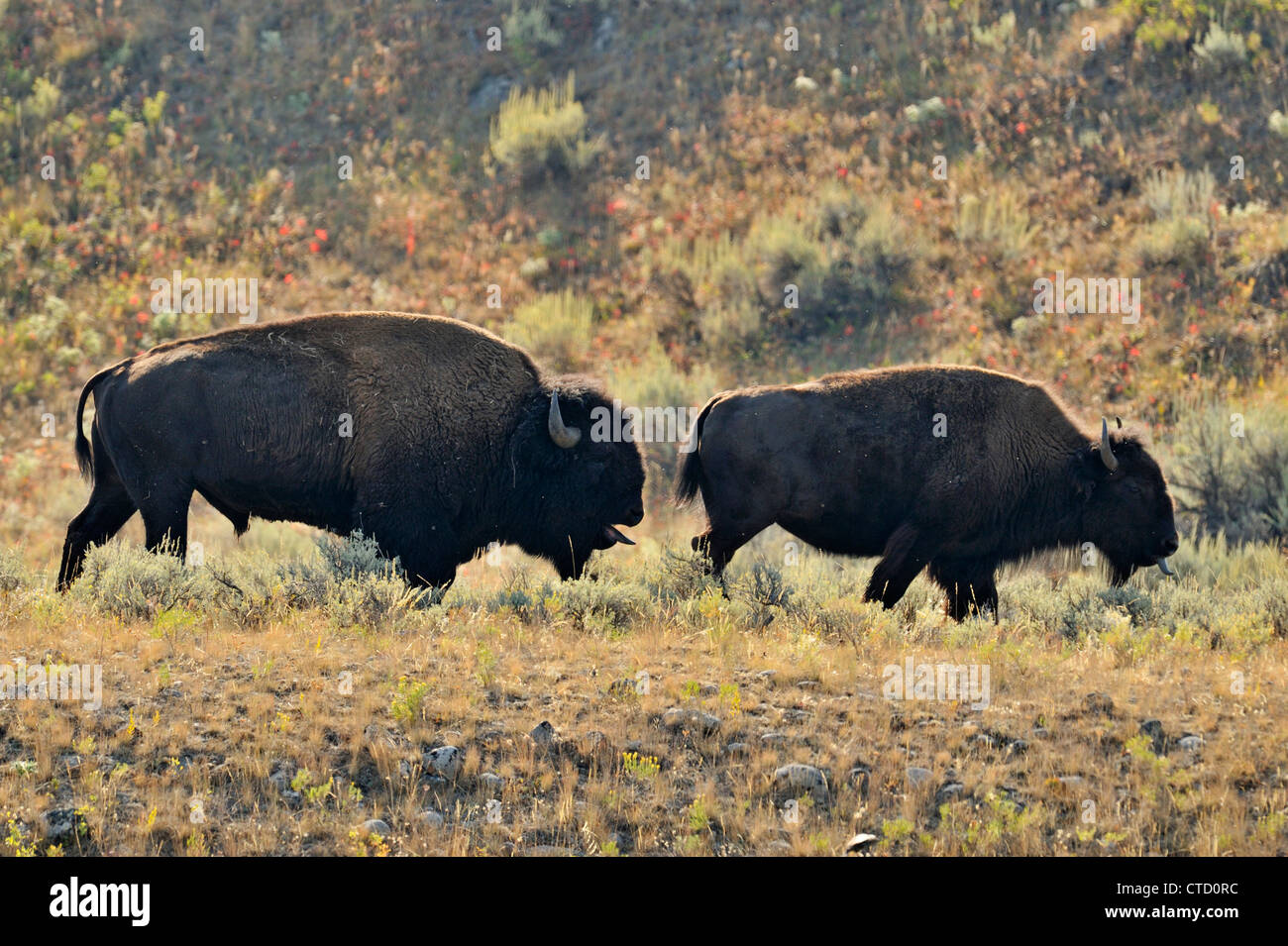 American Bison (Bison bison) Bull and cow in rut, Yellowstone National ...
