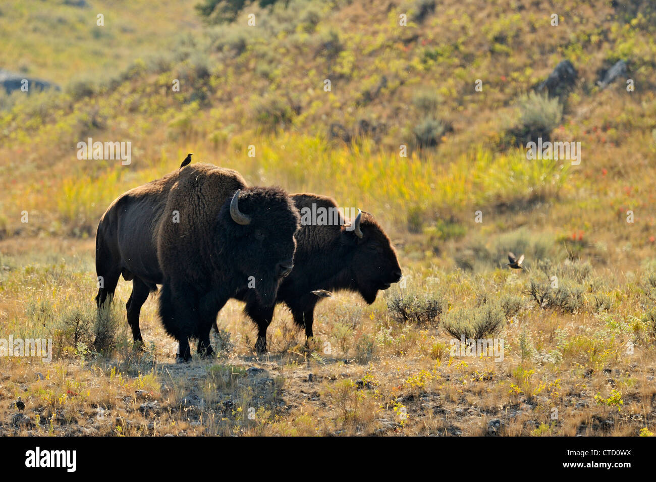 American Bison (Bison bison) Bull and cow in rut, Yellowstone National ...