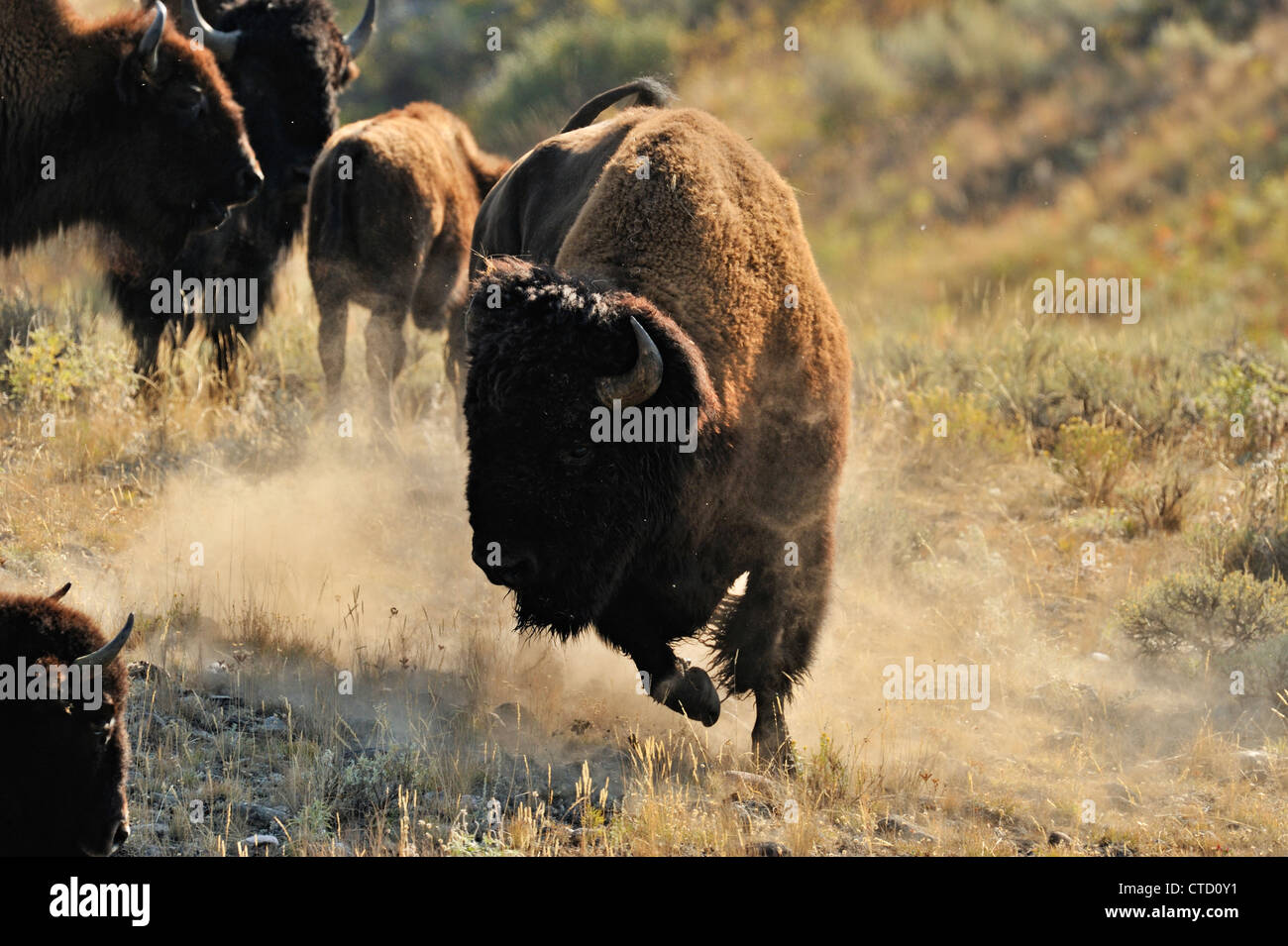 American Bison (Bison bison) Bull and cow in rut, Yellowstone National ...