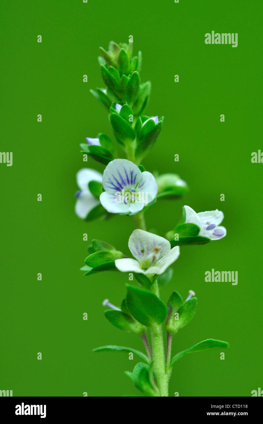 Creeping speedwell hi-res stock photography and images - Alamy